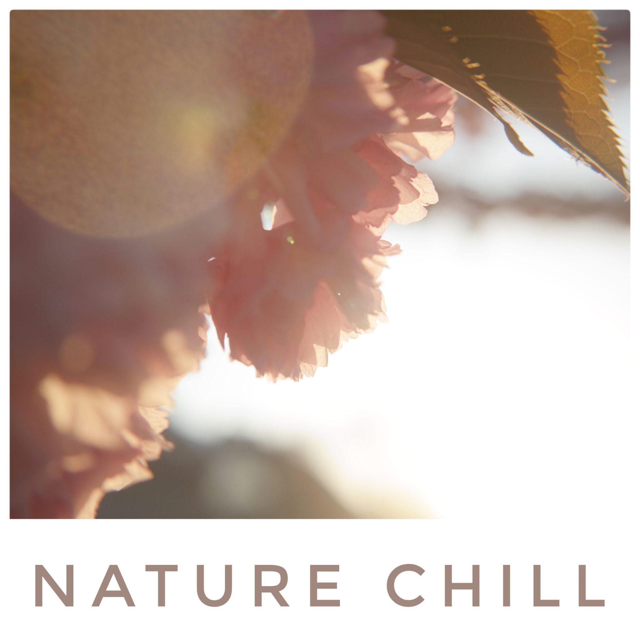 What Is Nature Chill? A Guide to Lo-Fi’s Natural Side - Latte Chill